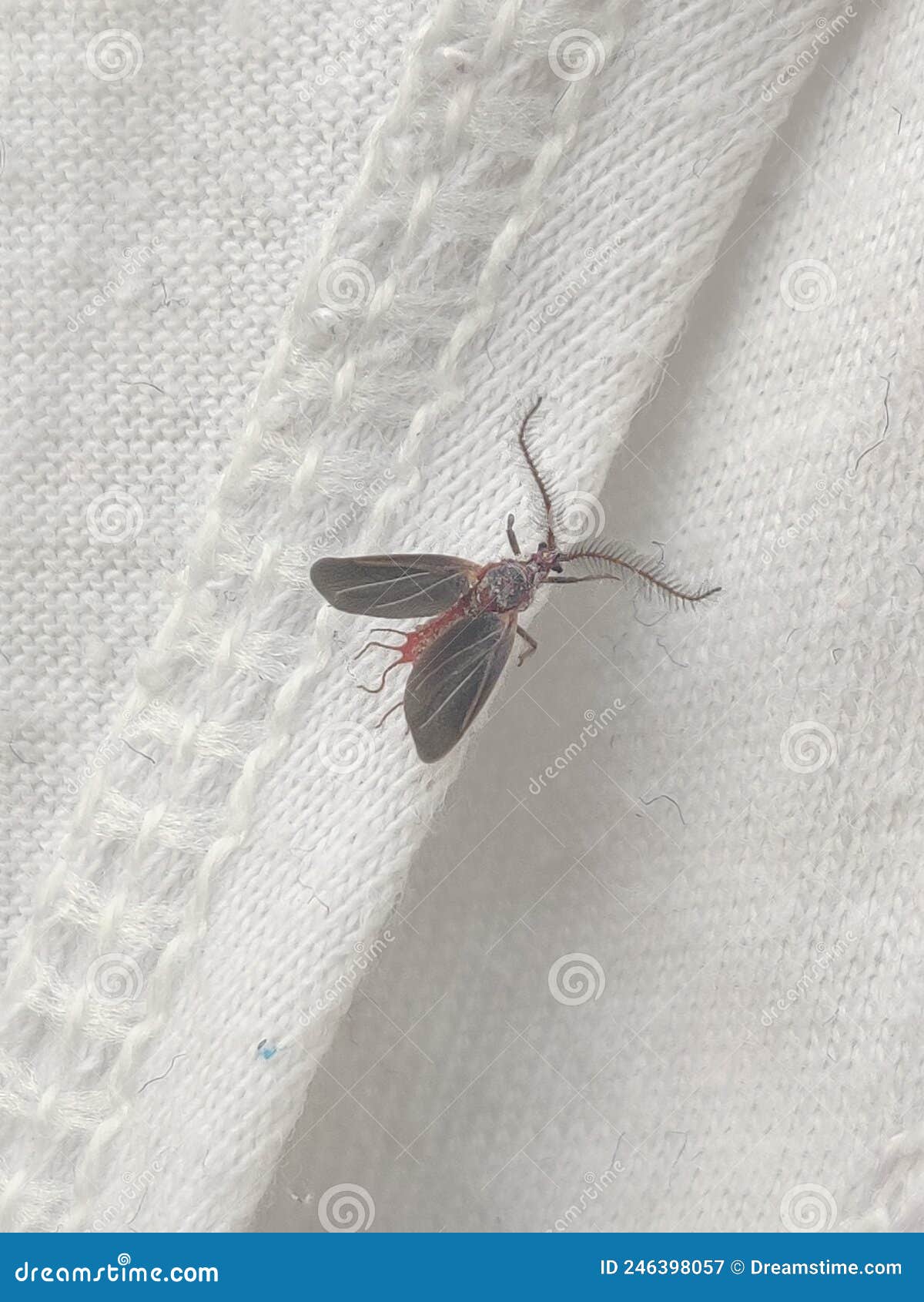 A little Insect stock image. Image of little, arthropod - 246398057