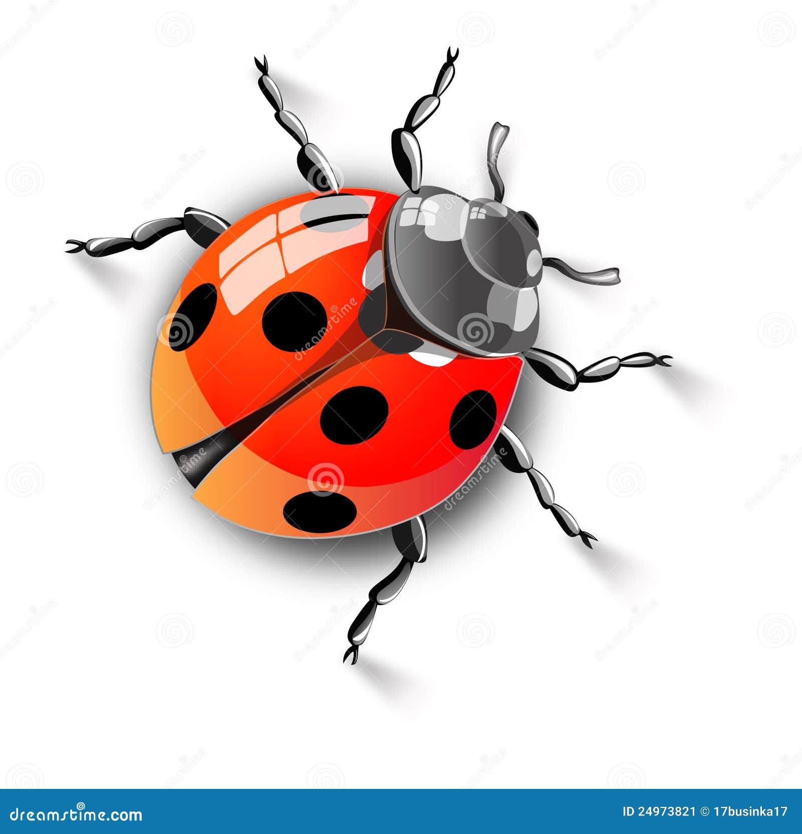 Realistic Ladybird Stock Illustrations – 759 Realistic Ladybird Stock ...