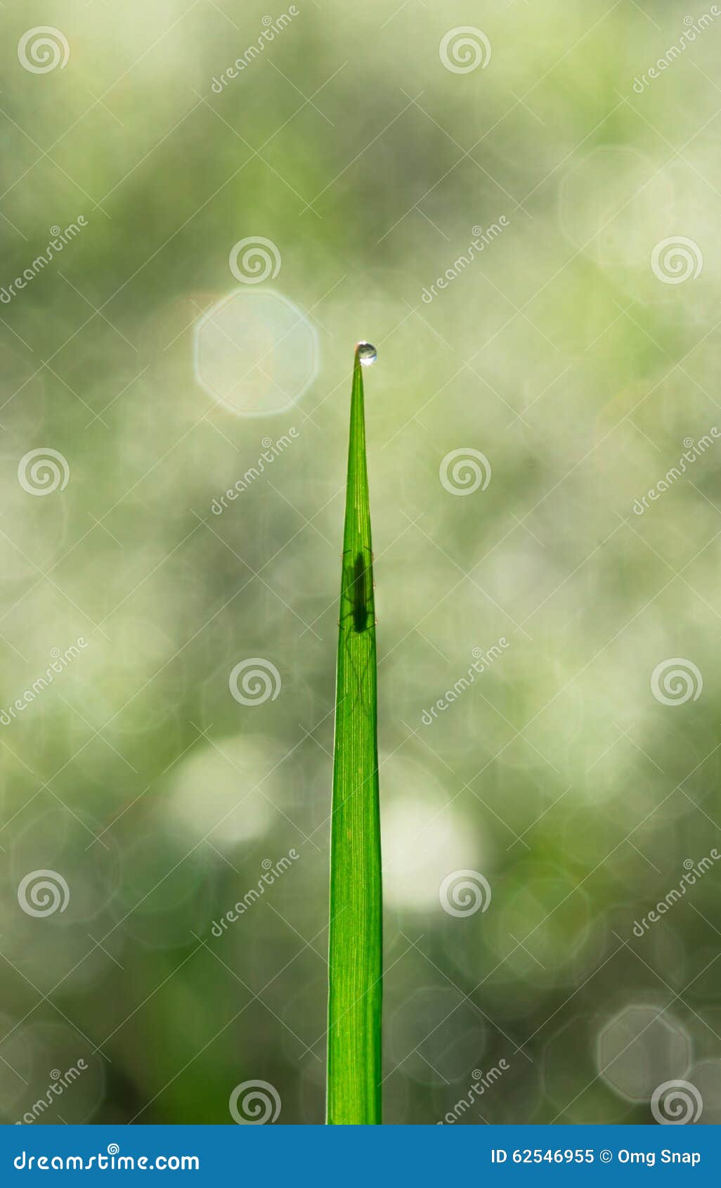 Little Insect Behind Grass Leaf Stock Photos - Free & Royalty-Free ...