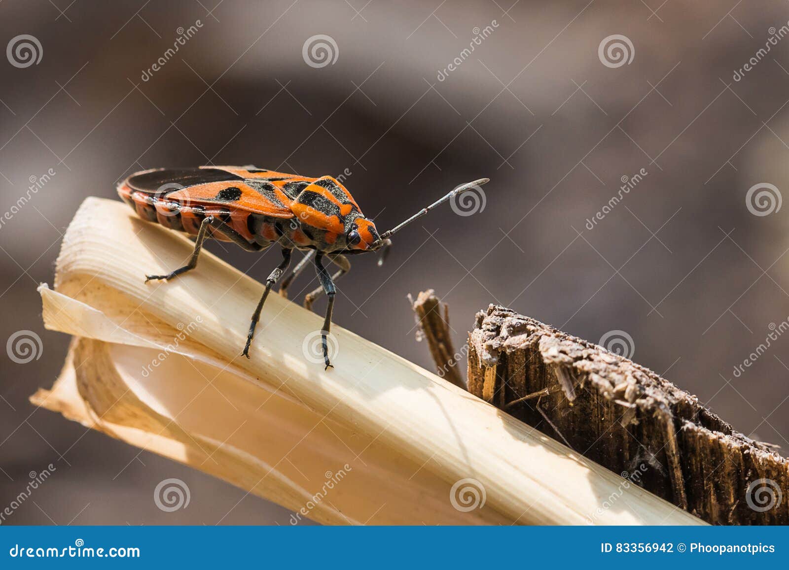 Little insect stock photo. Image of invertebrate, garden - 83356942