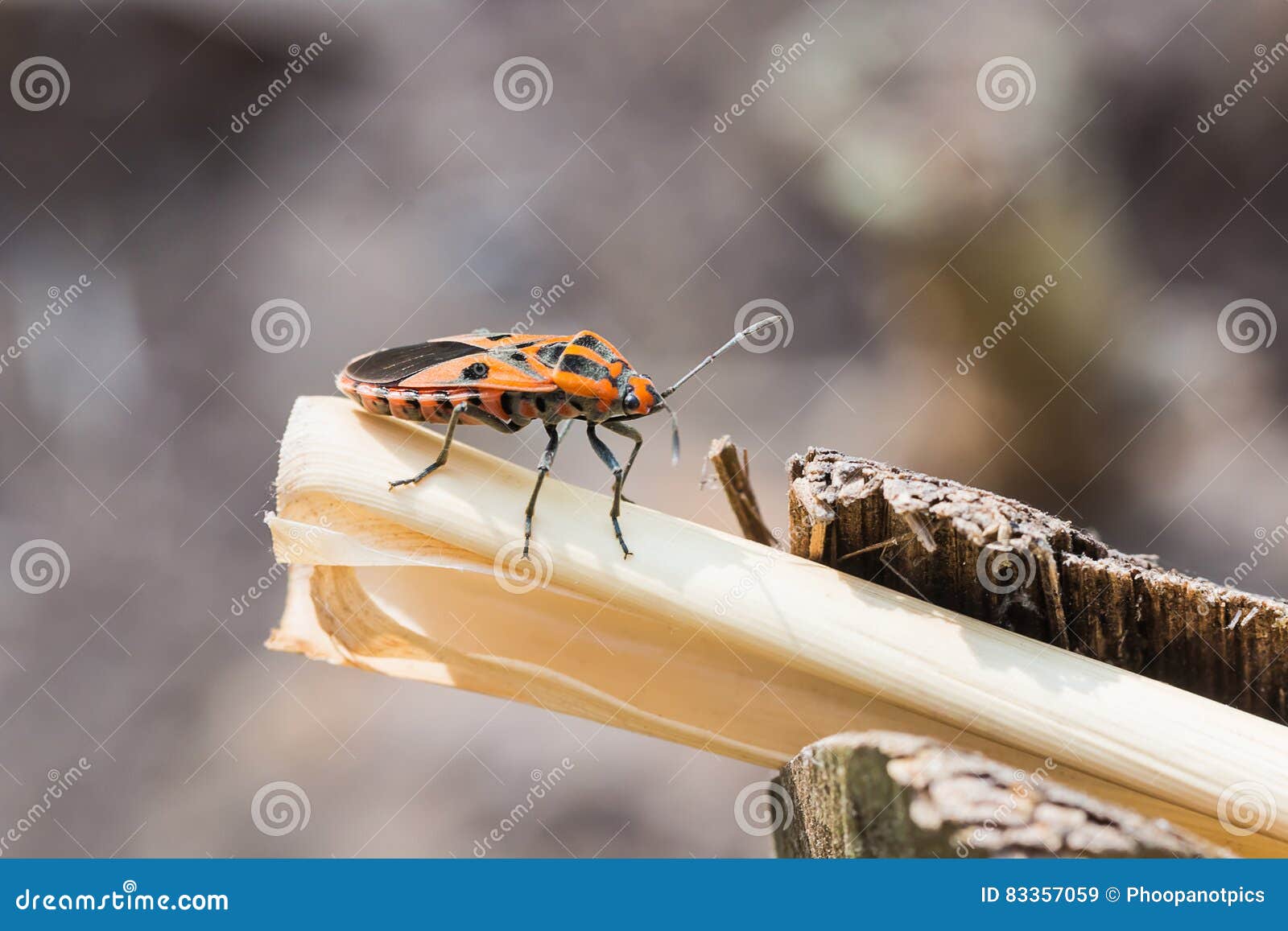 Little insect stock image. Image of summer, outdoor, pest - 83357059