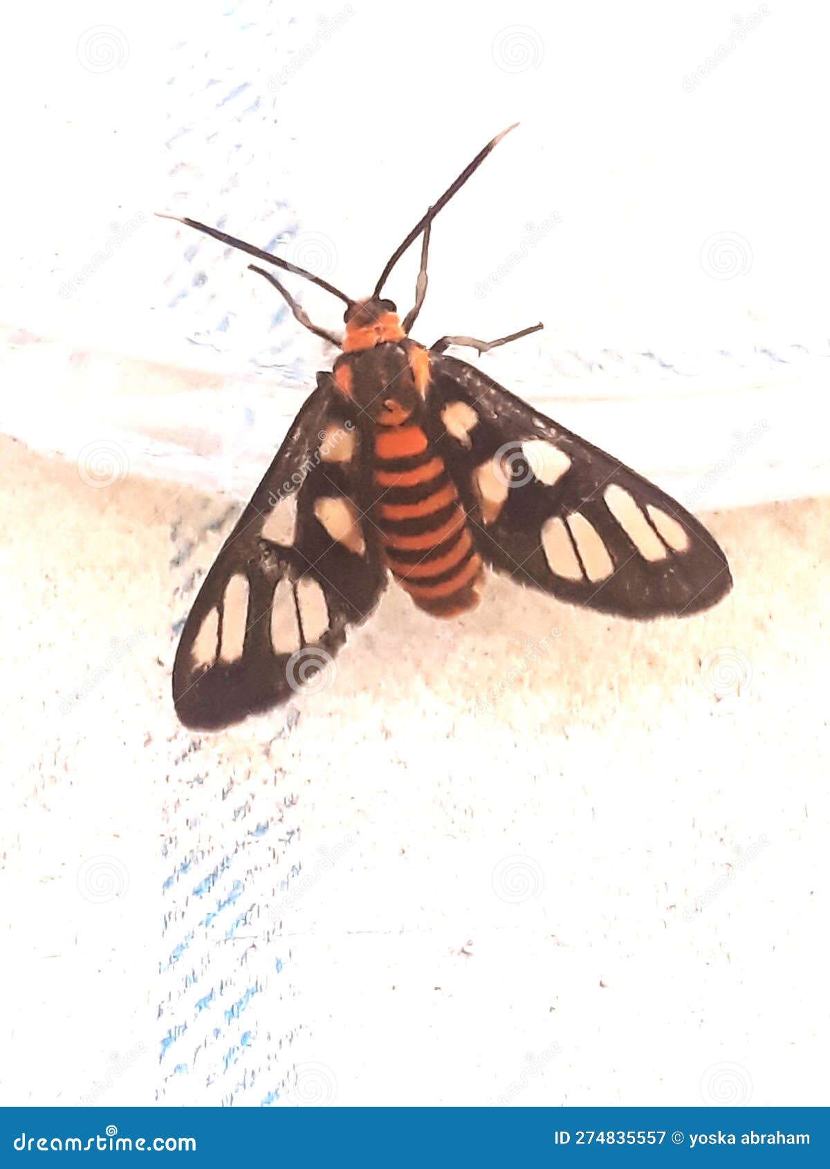 Little Insect Can Fly with Swing Stock Image - Image of little, insect ...