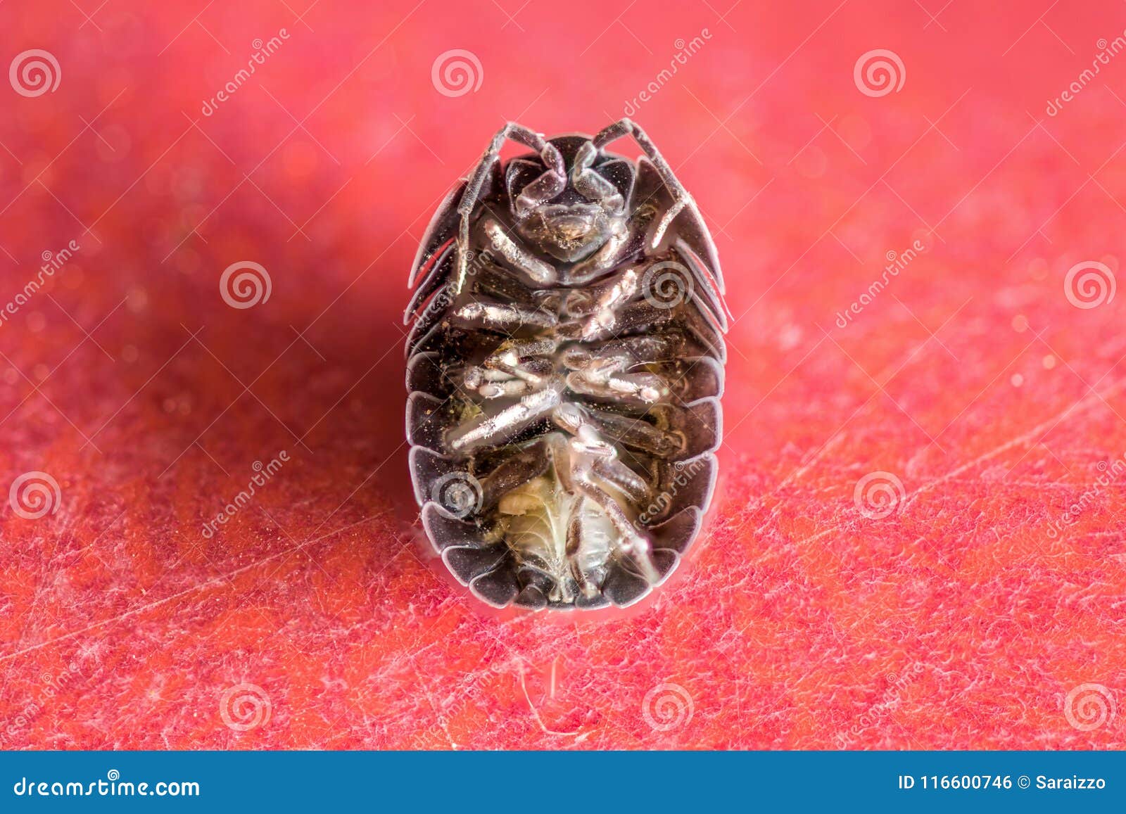 Little Insect Closeup on Uniform Background Stock Photo - Image of ...