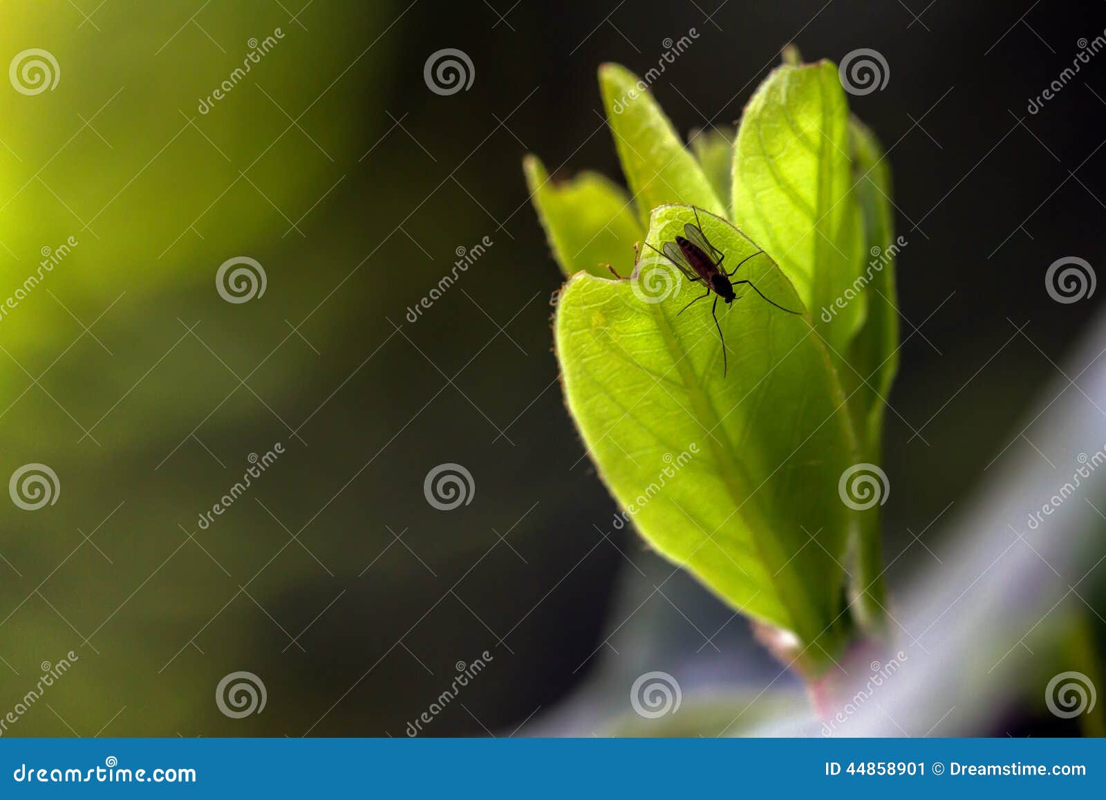 Little insect on a grass stock image. Image of blossom - 44858901