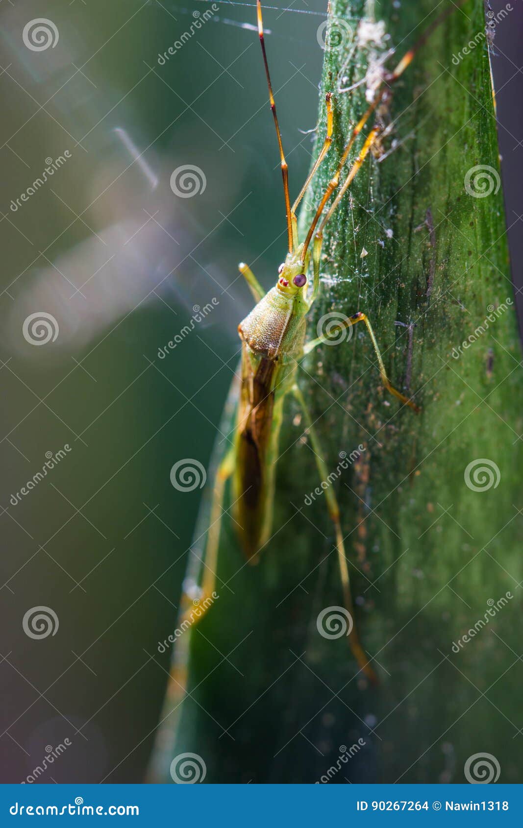 Little Insect on Green Leaf Stock Photo - Image of pattern, ladybug ...