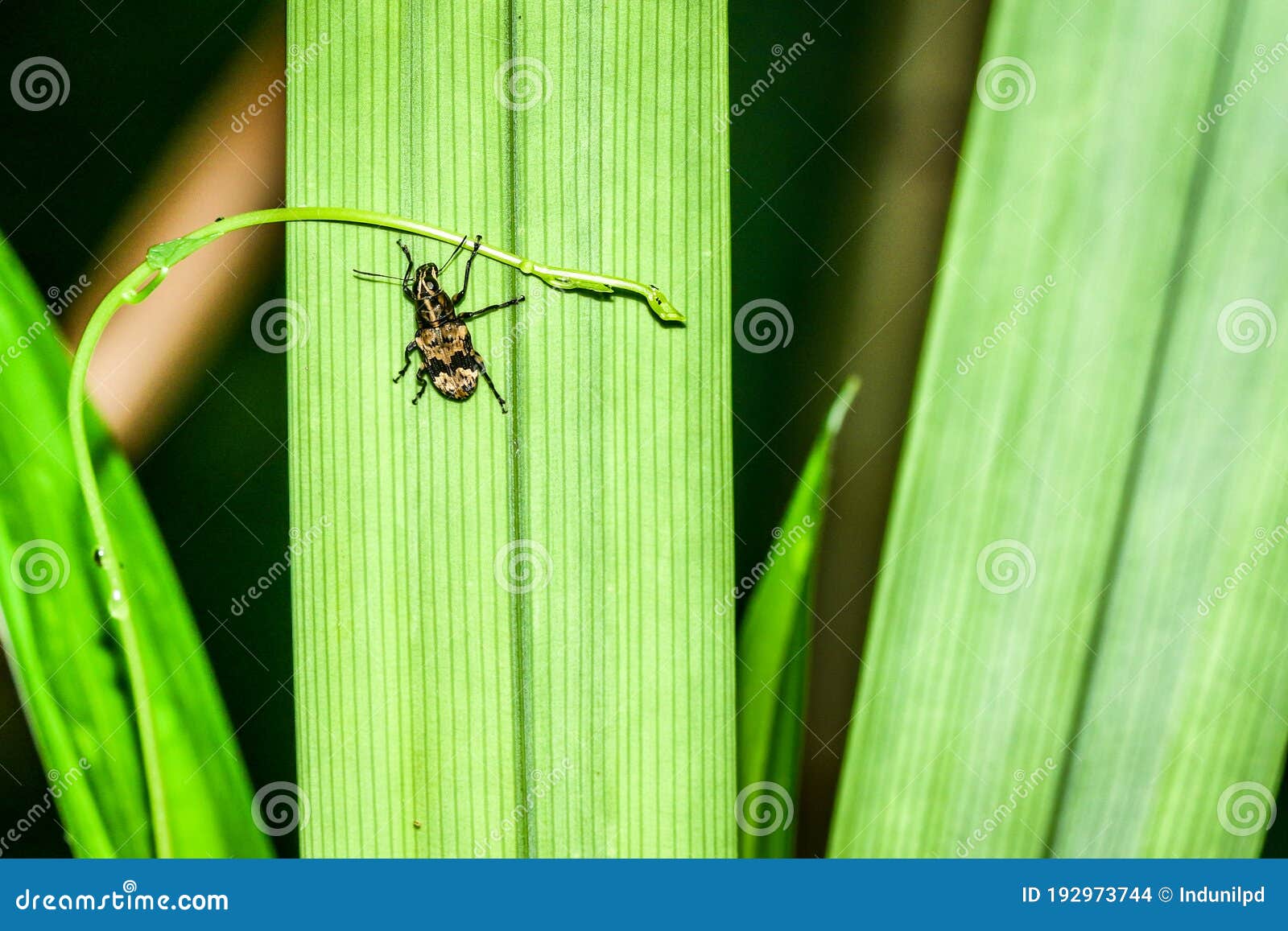 Little Insect on Green Leaf Closeup Stock Photo - Image of wildlife ...
