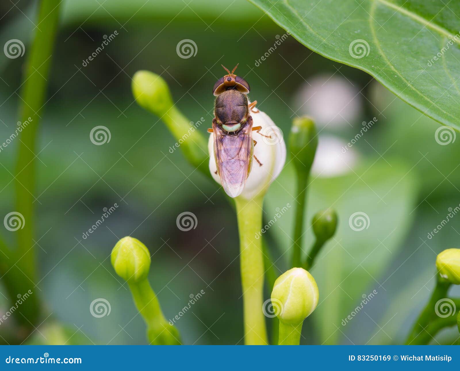 Little Insect on the Jasmine Stock Image - Image of little, cute: 83250169