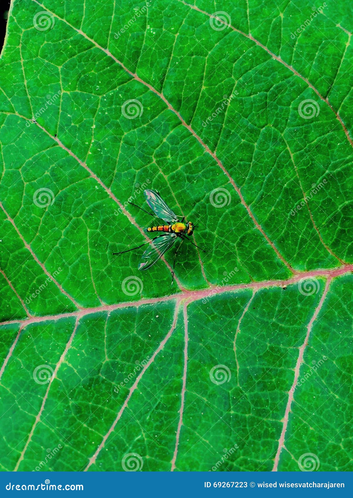 A little insect on a leaf stock image. Image of insect - 69267223