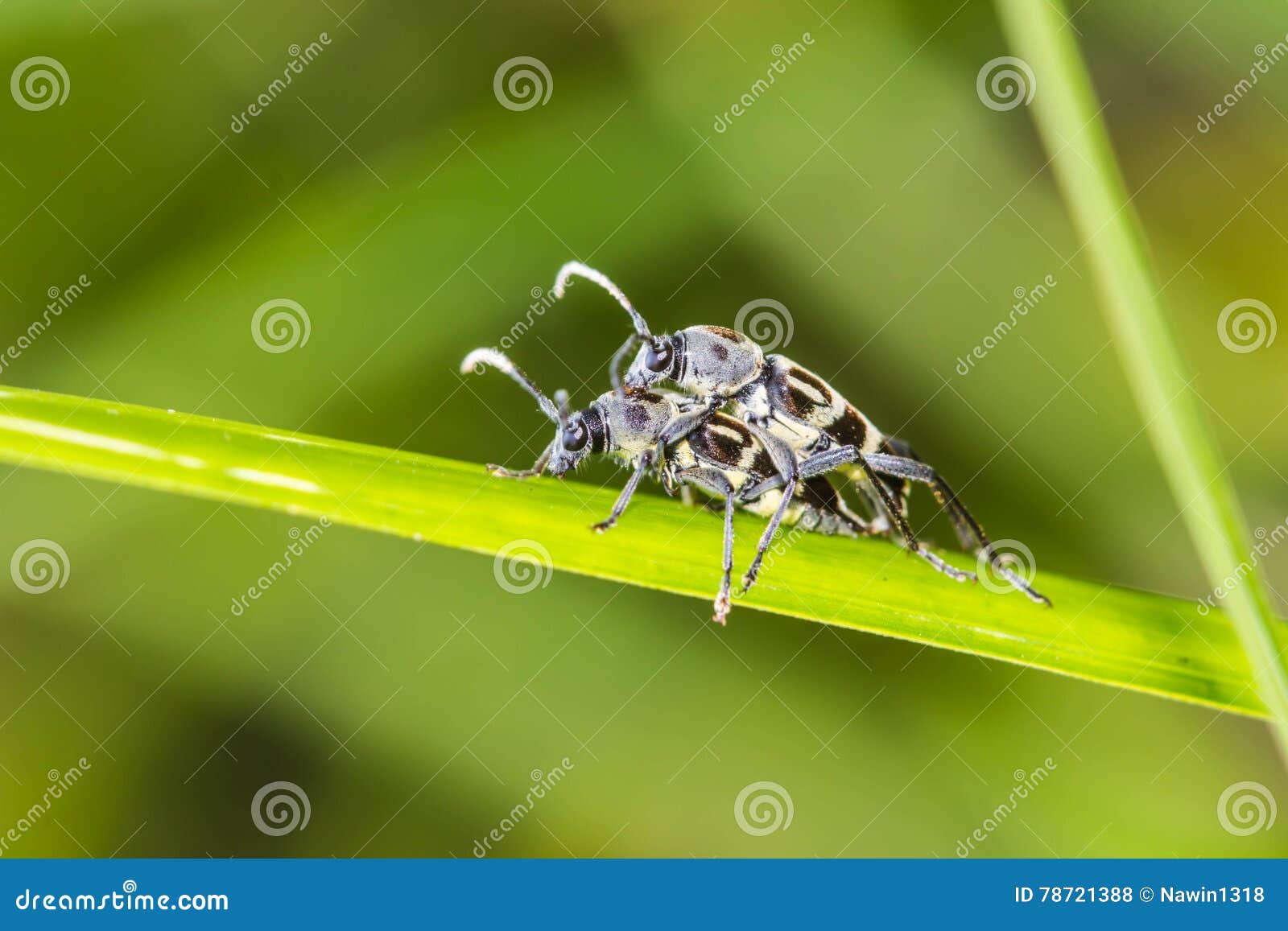 Little Insect Mating on Leaf Stock Photo - Image of beetle, leaf: 78721388