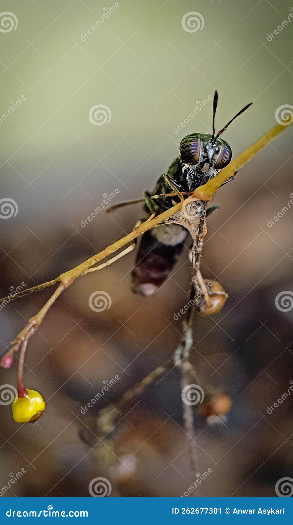 Little Insect Stand in Plant Stock Image - Image of branch, wing: 262677301