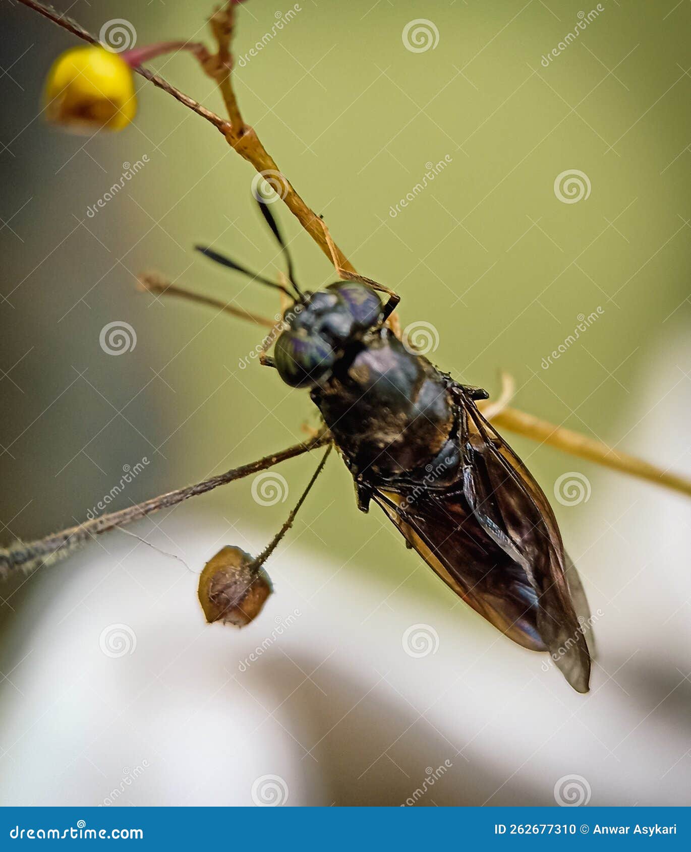 Little Insect Stand in Plant Stock Photo - Image of animal, insect ...