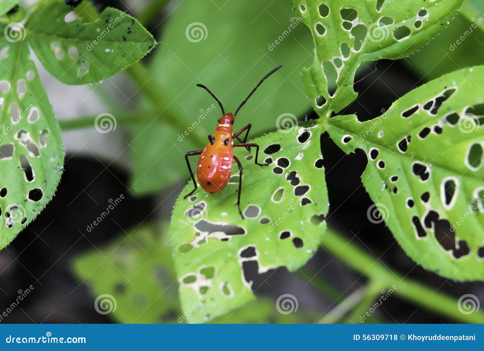 Little insects stock photo. Image of insects, green, nature - 56309718