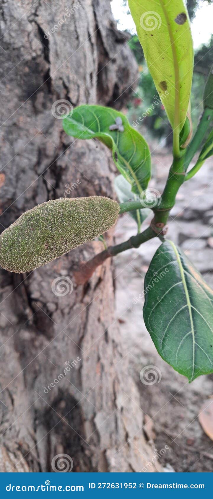 Little Jack Fruit on Tree with Leaves Stock Photo - Image of jack, fruit: 272631952