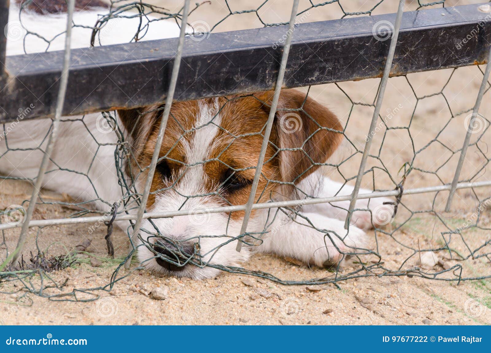 Little Jack Russel Terrier Sitting Sad Behind Net Stock Photo - Image ...