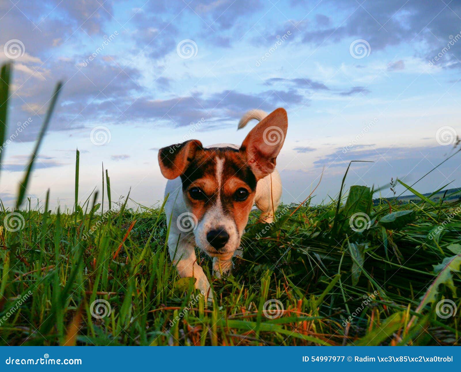 Little Jack Russell Terrier Exploring World Stock Image - Image of jack ...