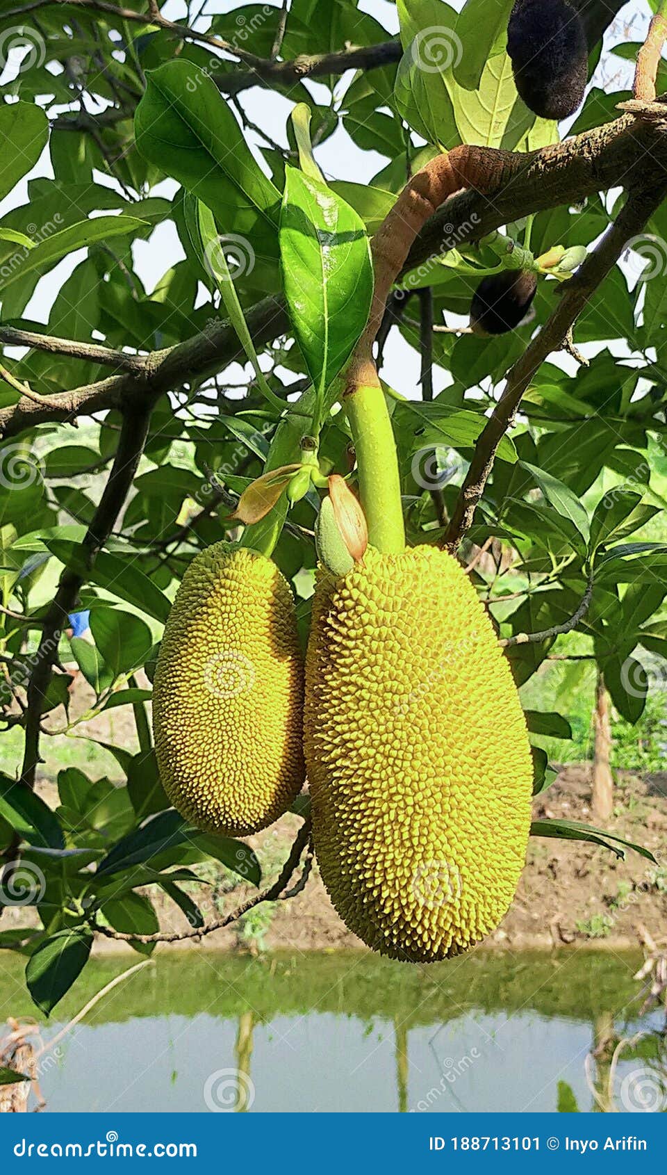 Little jackfruit growing stock image. Image of evergreen - 188713101