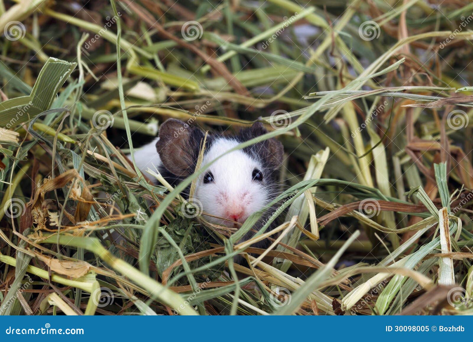 Little Mouse Sitting in the Hay Stock Image - Image of mice, cute: 30098005