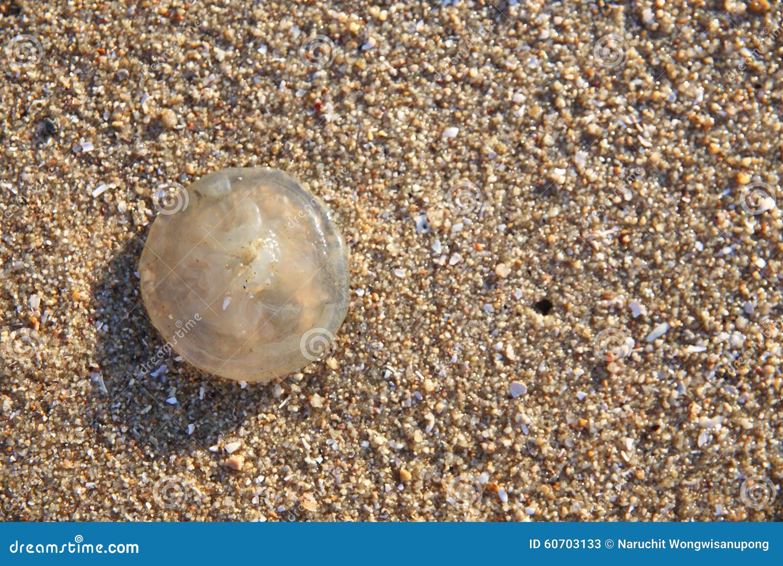 Little Jellyfish on the Sand Stock Image - Image of aurelia, clear ...