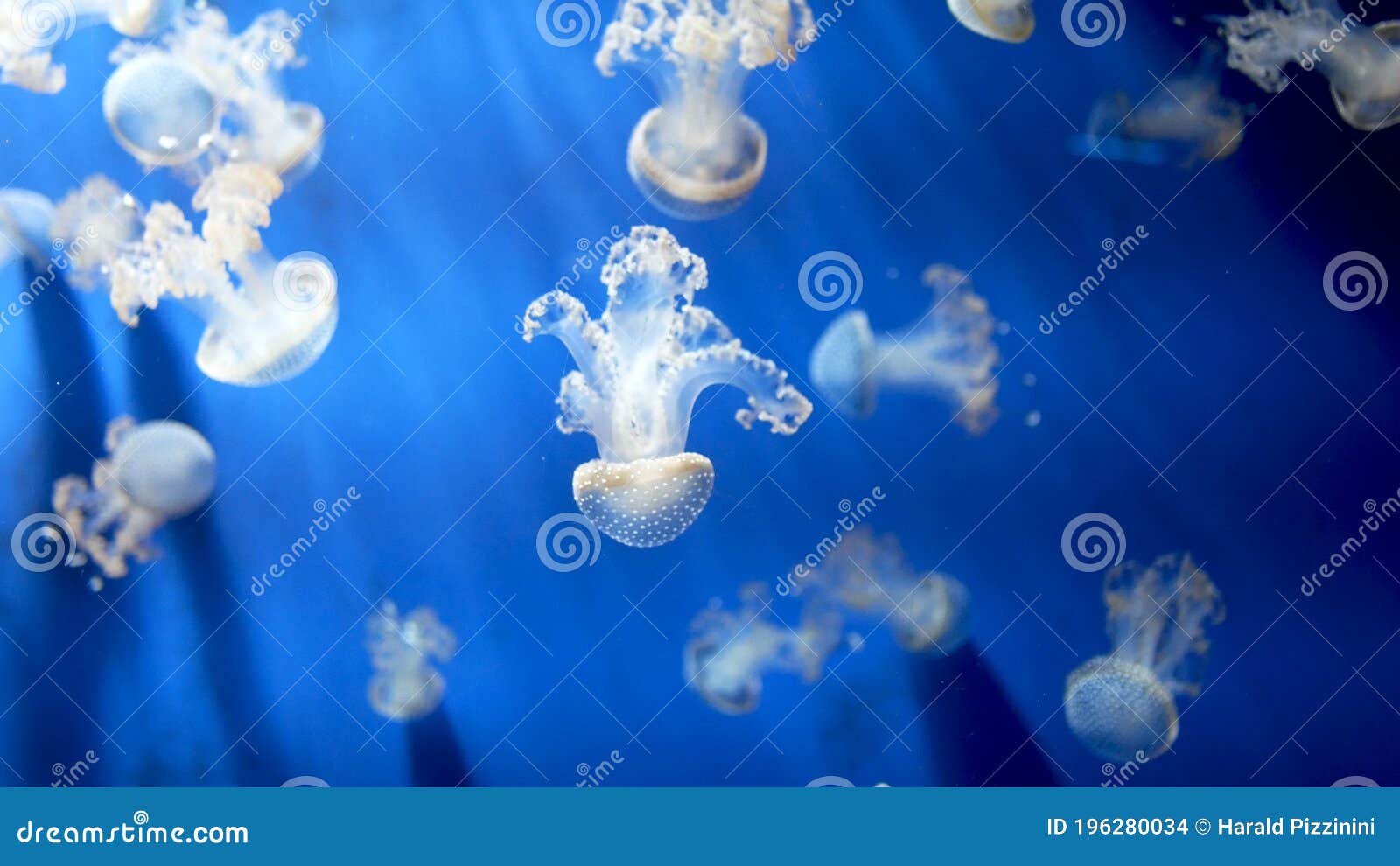 Little Jellyfish, Swimming in the Sea Stock Photo - Image of blue ...