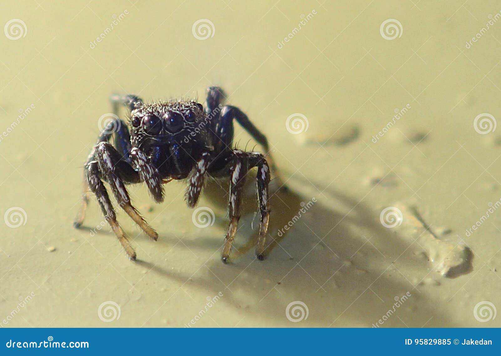 Little Jumping Spider on the Floor Stock Image - Image of spider ...