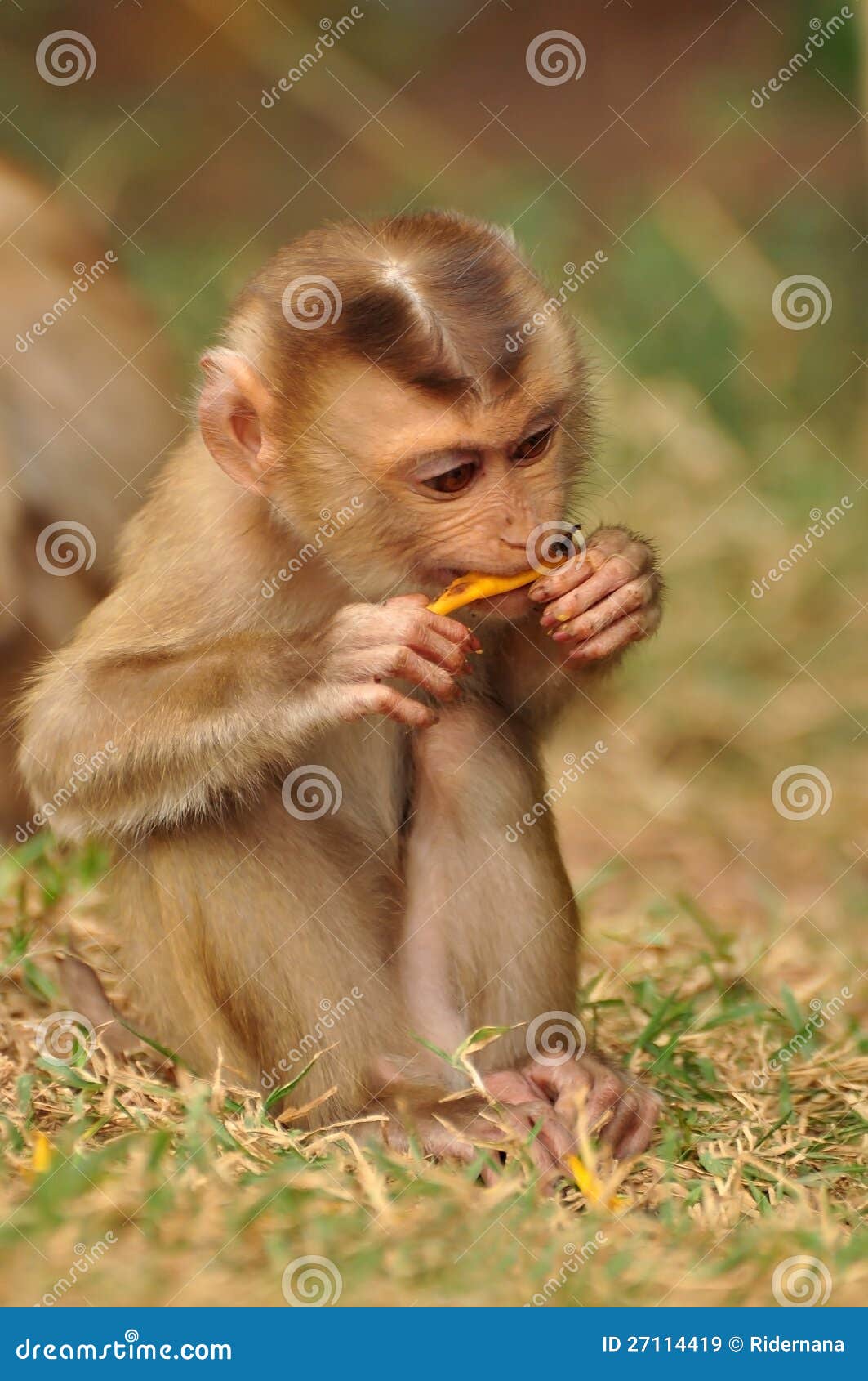 Jungle Monkey In The Forest Royalty-Free Stock Photography ...