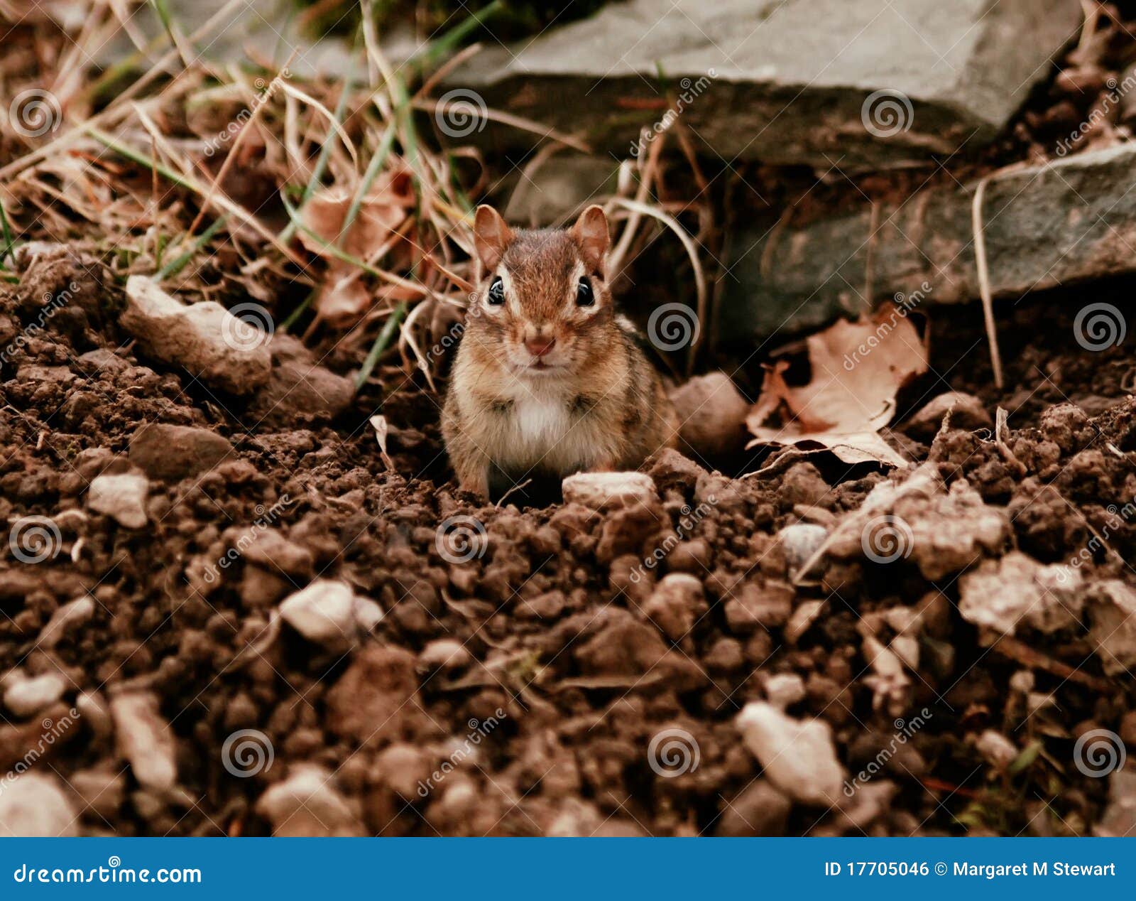 Little juvenile chipmunk stock photo. Image of burrow - 17705046