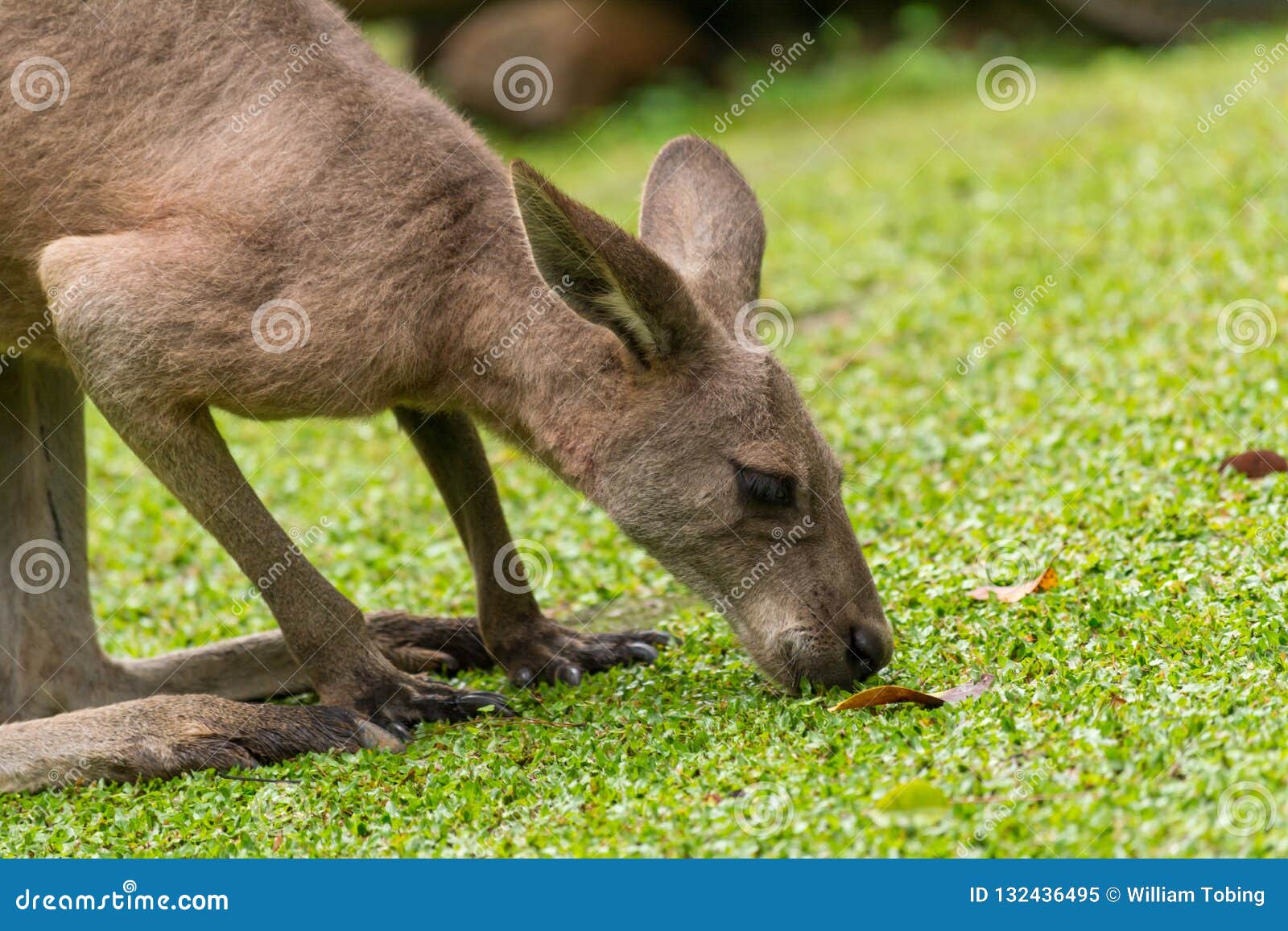 Little kangaroo stock image. Image of kangaroo, little - 132436495