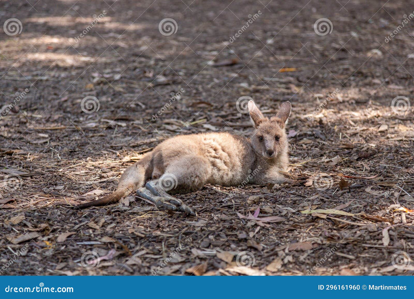 Little Kangaroo Resting on the Ground in the Afternoon Stock Photo ...