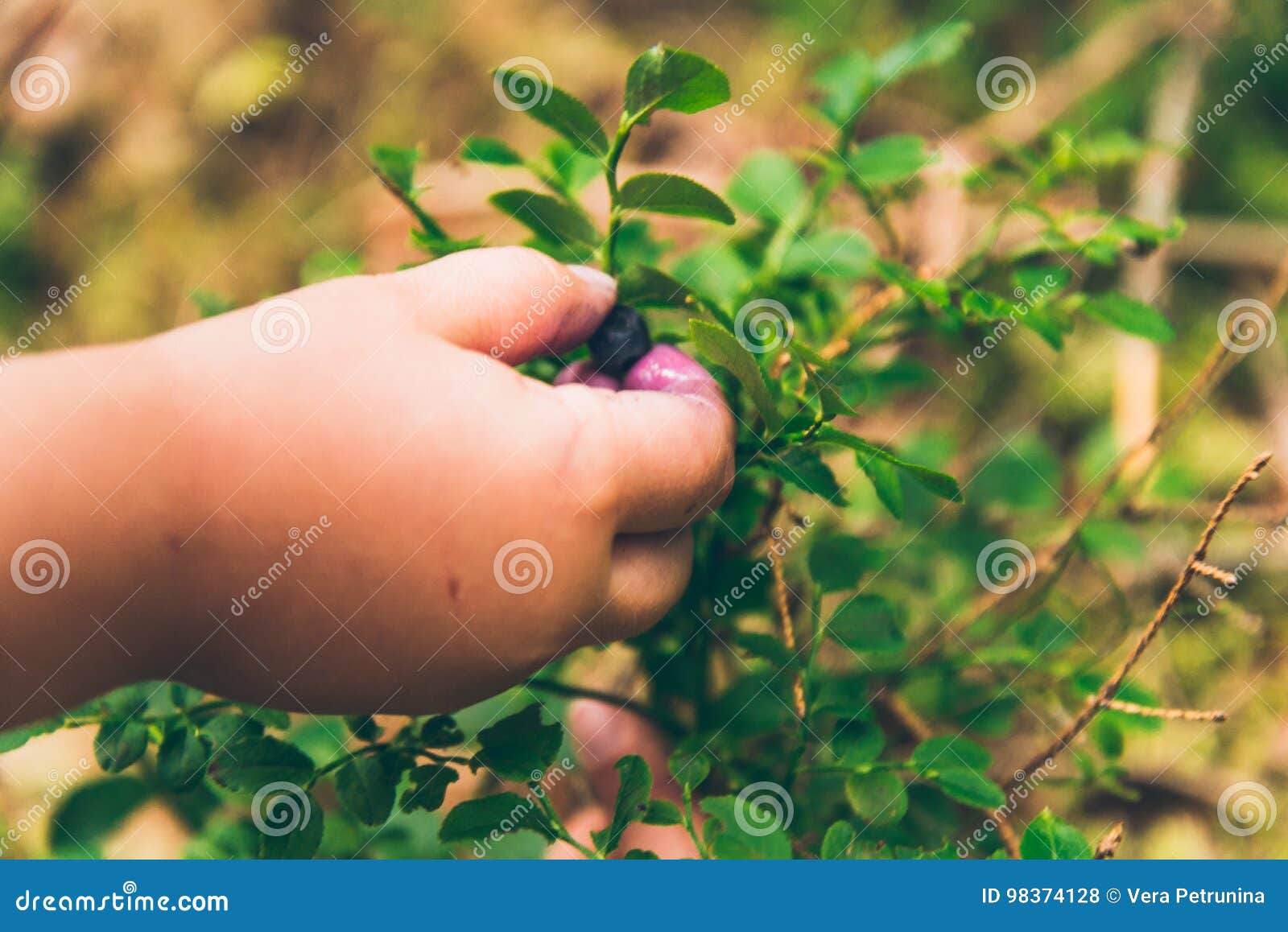 Little Kid Eat Blueberry in the Forest Stock Photo - Image of fingers ...