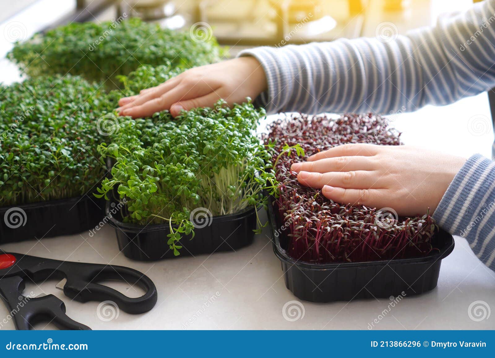 Little Kid Hands Touch a Microgreen Sprouts Stock Photo - Image of ...
