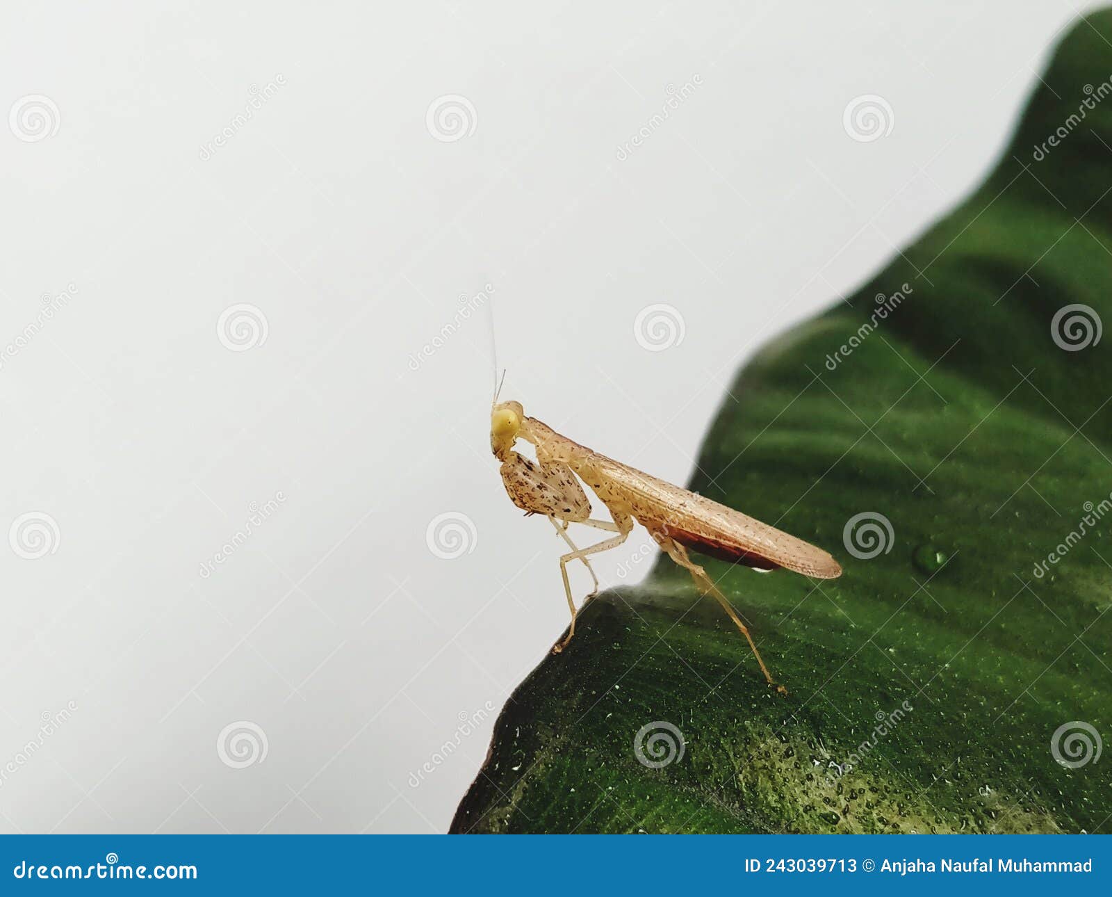 Little king of mantis stock image. Image of little, green - 243039713
