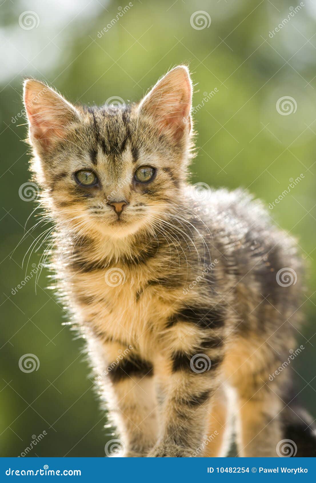 Little kitten stock photo. Image of young, kitty, outdoor - 10482254
