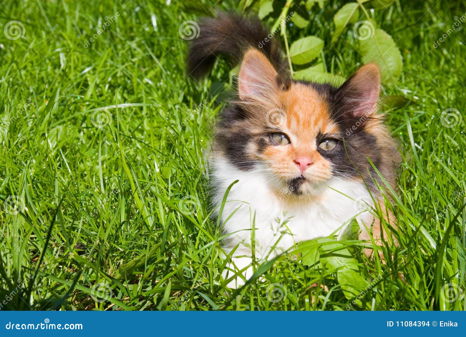 Little kitten stock photo. Image of domestic, relax, cute - 11084394