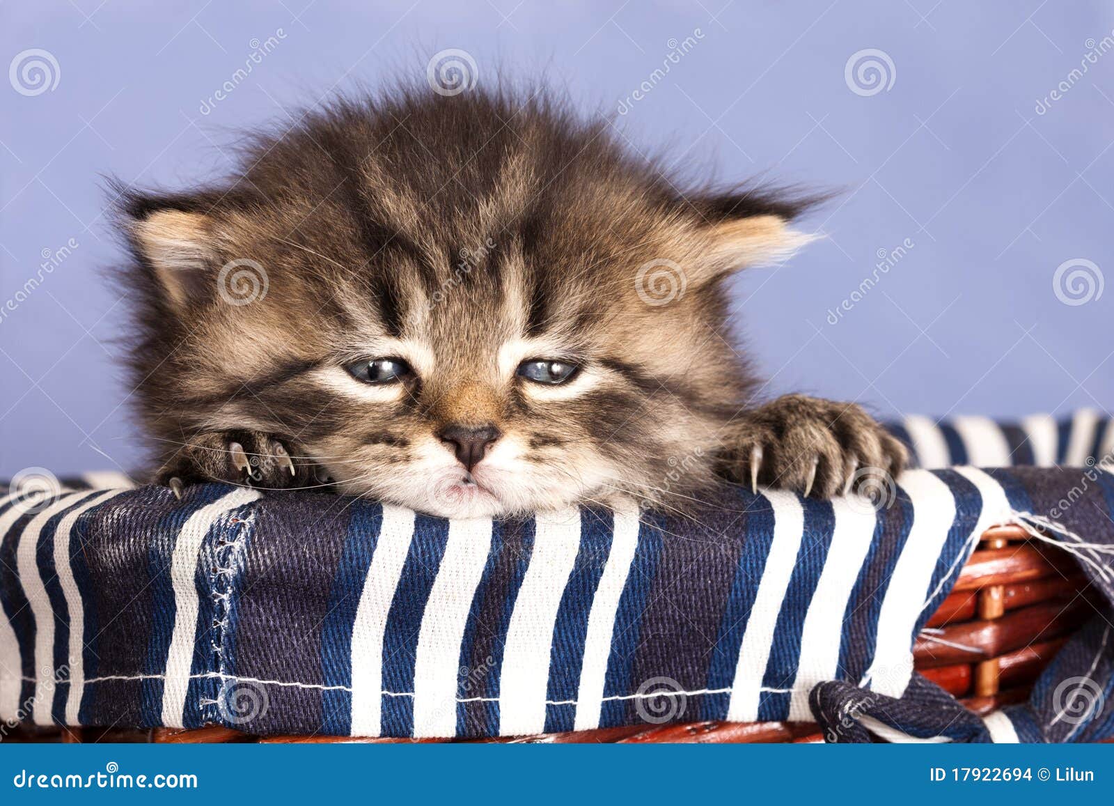 Little kitten stock photo. Image of childhood, friendship - 17922694