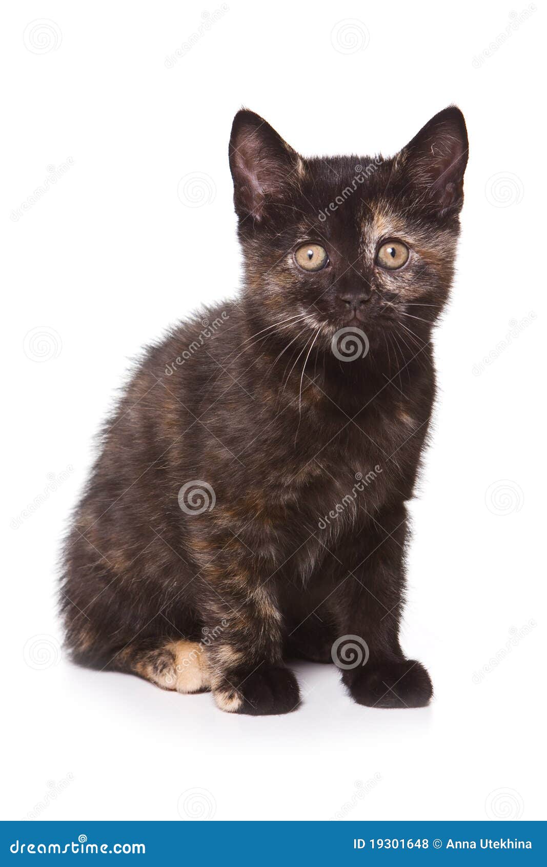 Little kitten stock photo. Image of pedigreed, isolated - 19301648