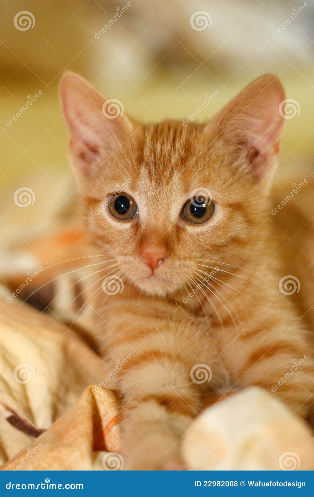 Little Kitten stock photo. Image of juvenile, tigered - 22982008