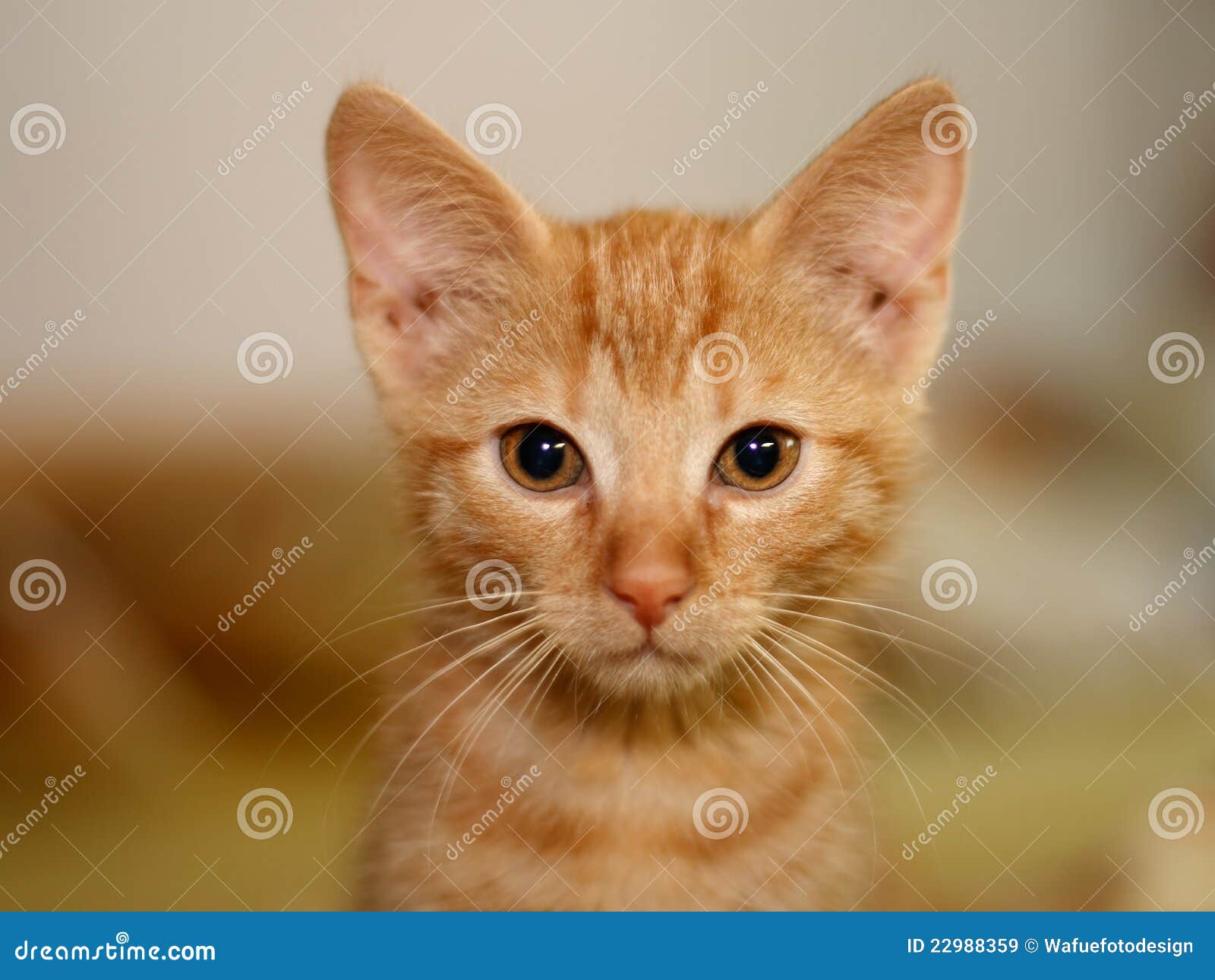 Little Kitten stock image. Image of shorthair, european - 22988359