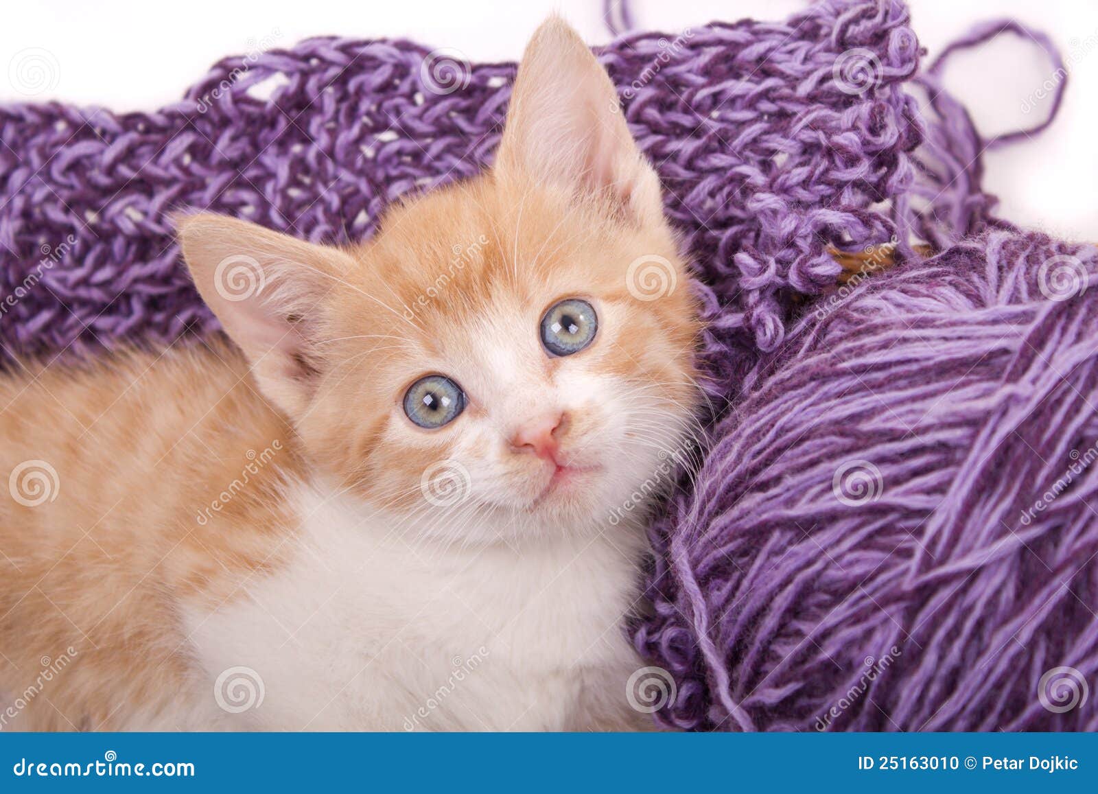 Little kitten stock photo. Image of kitty, isolated, looking - 25163010