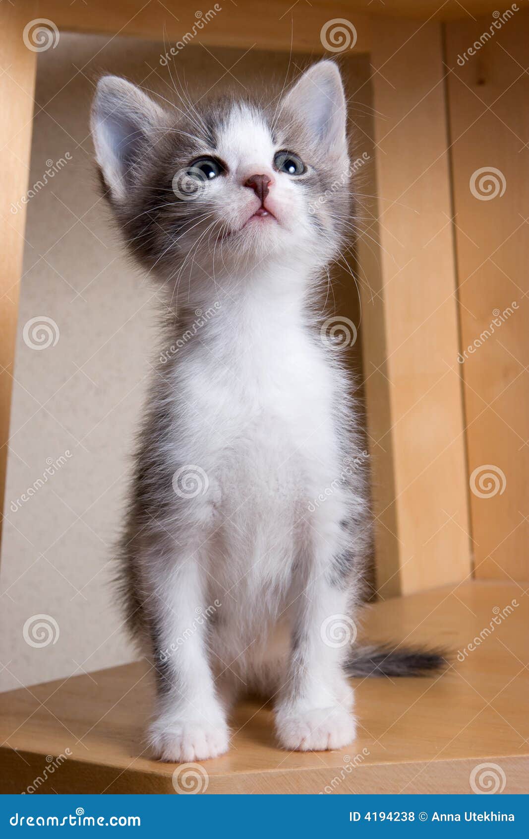 Little Kitten stock photo. Image of mammal, tabby, kitten - 4194238