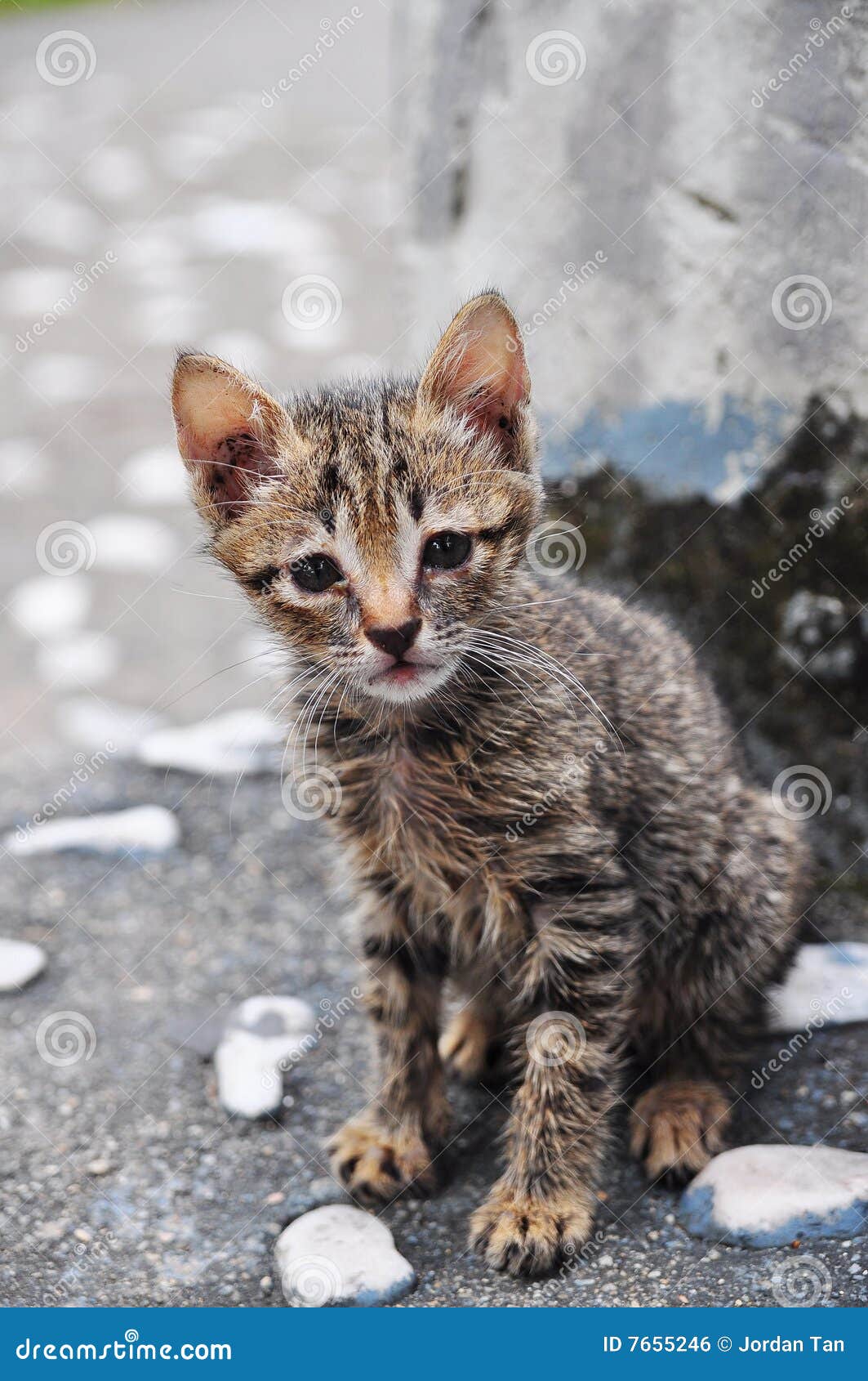 Little kitten stock photo. Image of adorable, small, stare - 7655246