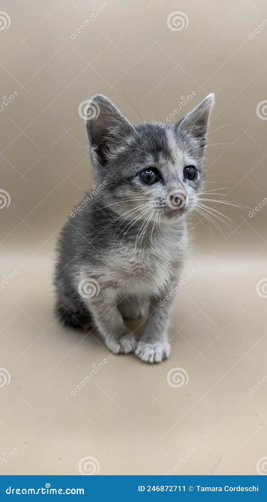 Little Kitten Alone and Abandoned Stock Image - Image of little, cute ...