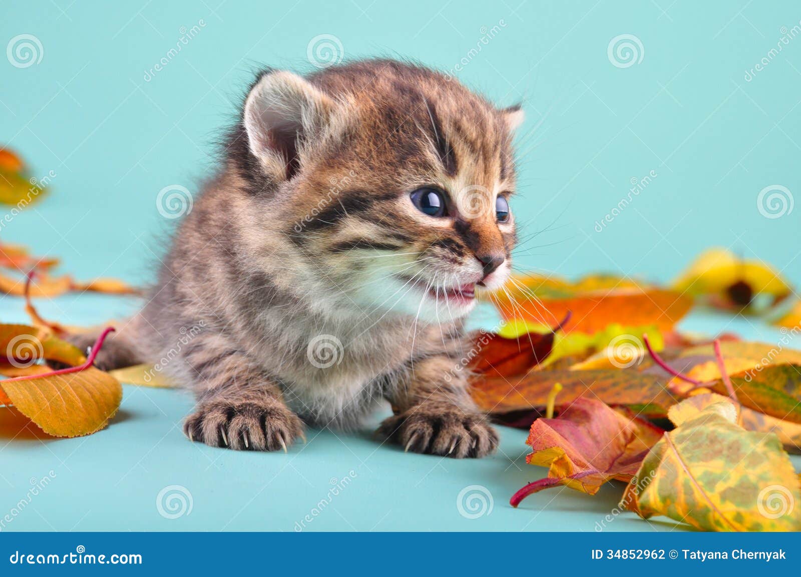 Little Kitten in Autumn Leaves Stock Photo - Image of funny, kittens ...