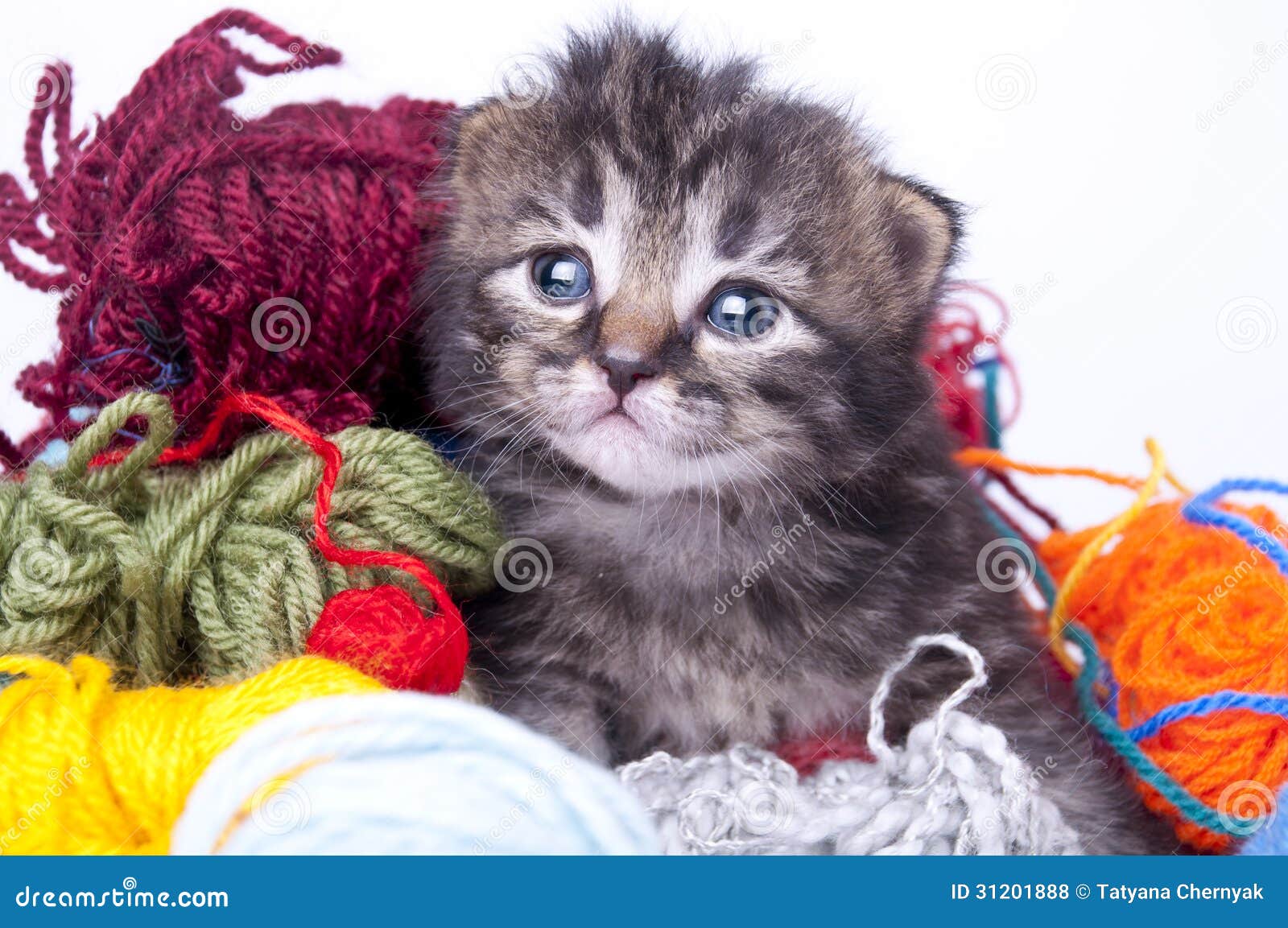 Little Kitten in Balls of Wool Stock Photo - Image of beautiful ...