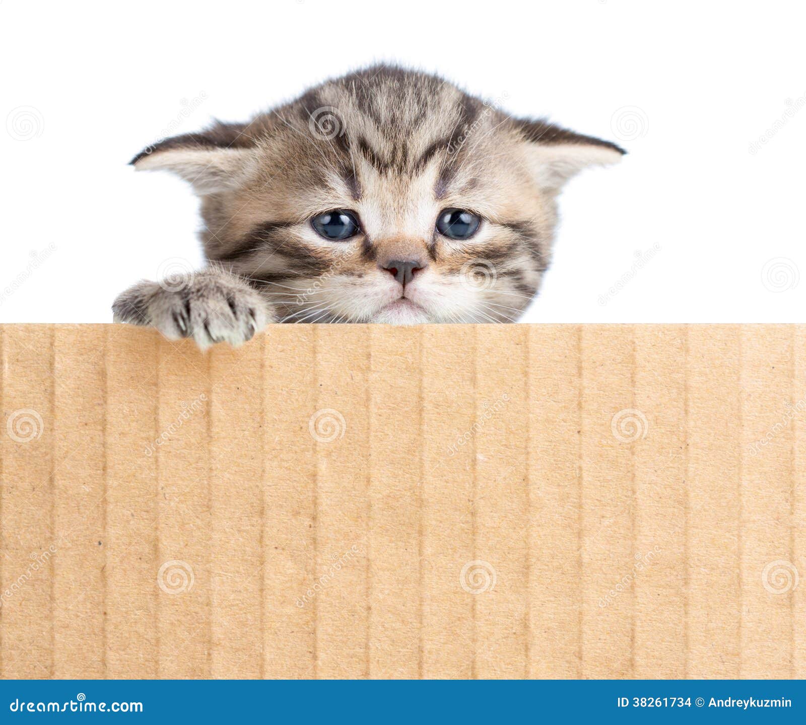 Little Kitten Behind Cardboard Fence Stock Photo - Image of sale ...