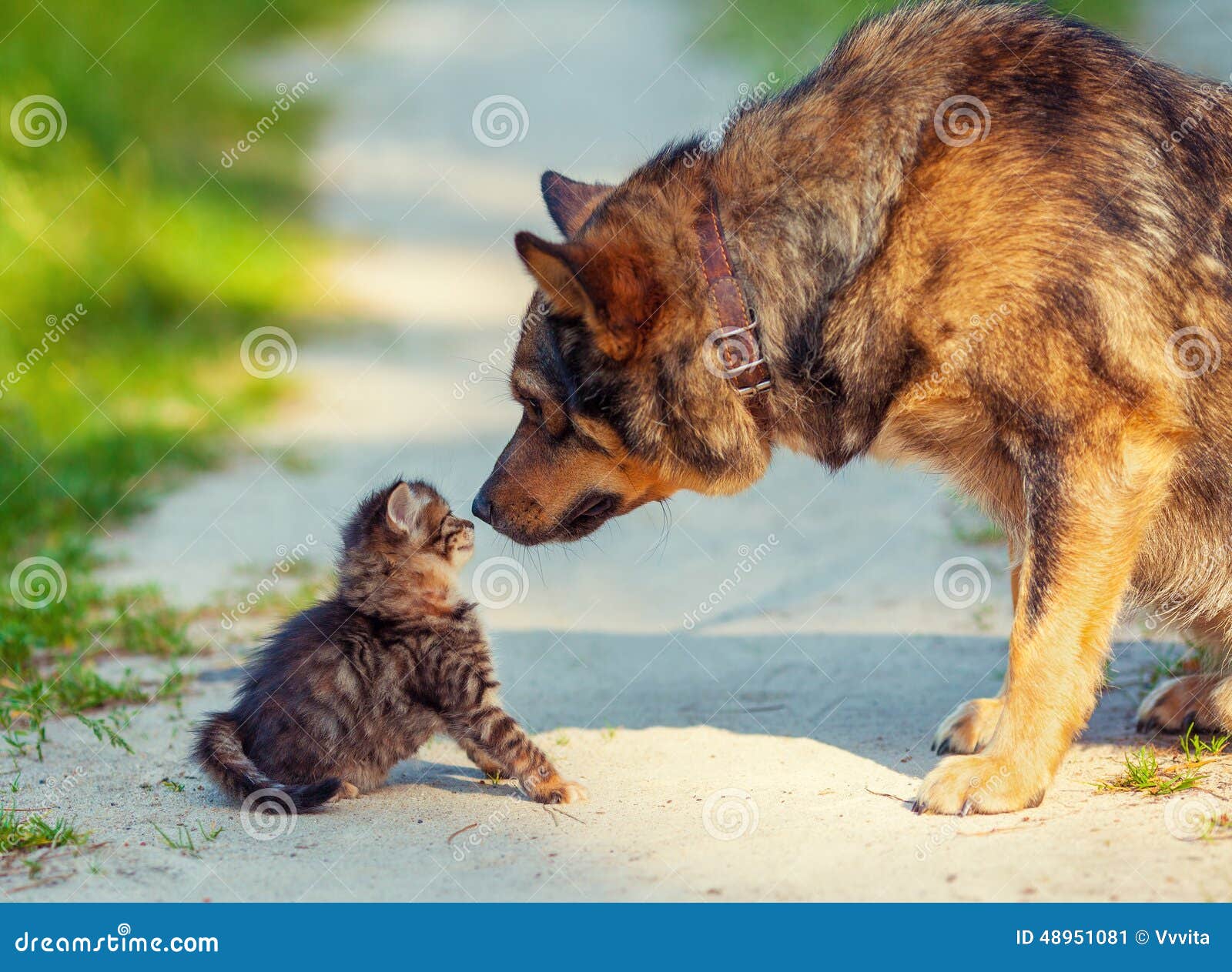 Little kitten and big dog stock image. Image of mammal - 48951081