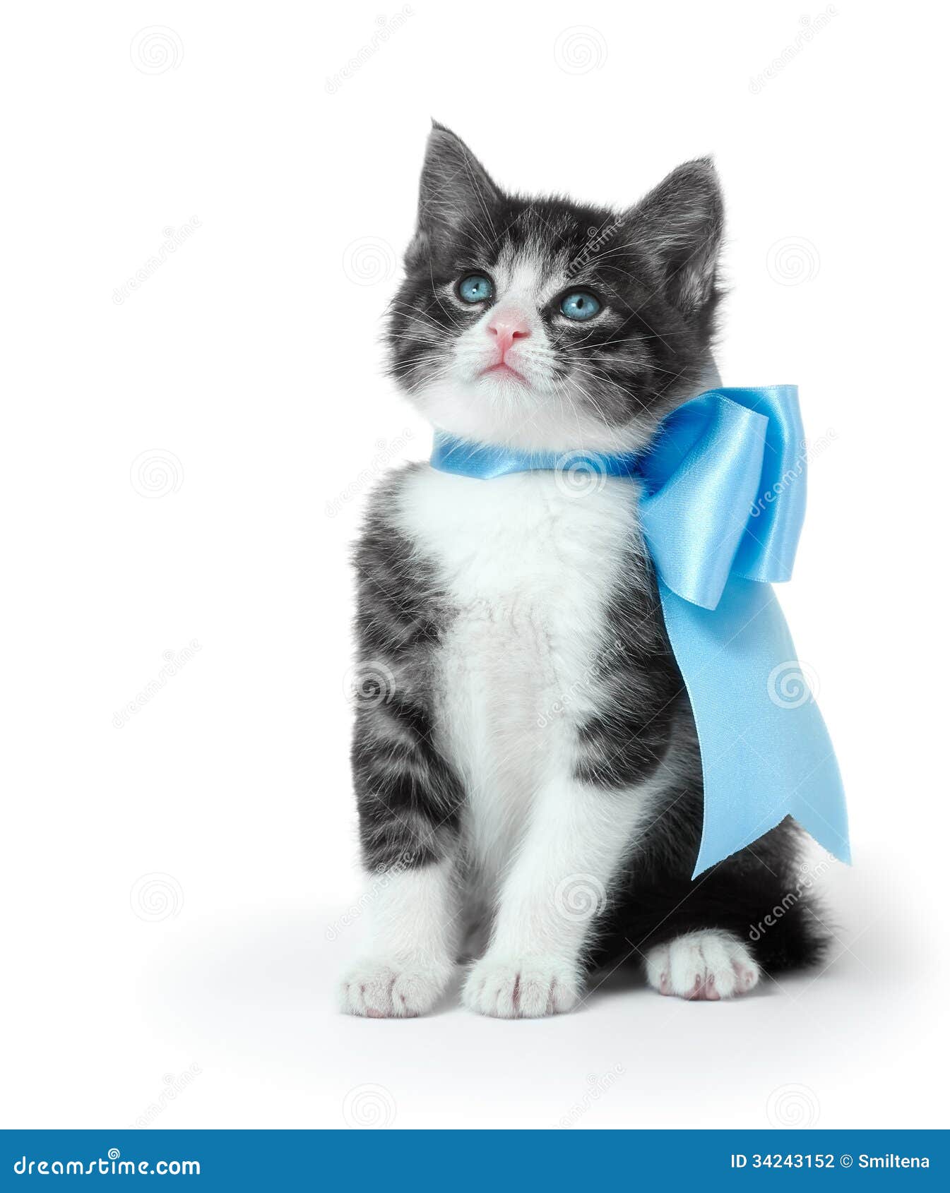Little kitten with a bow stock photo. Image of domestic - 34243152