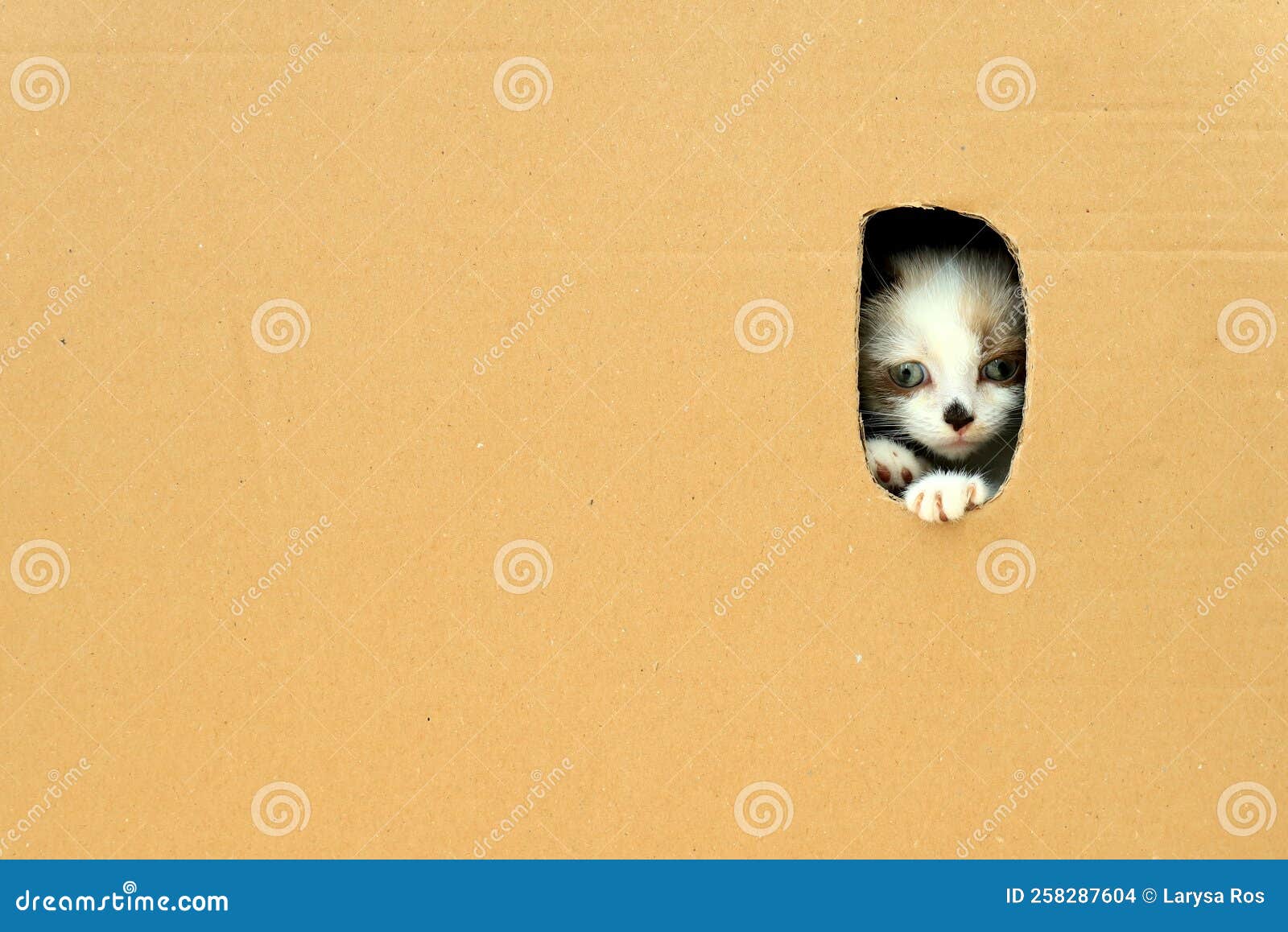 Little Kitten in Cardboard Box. Sad Cat Peeking Out of Box Stock Photo ...