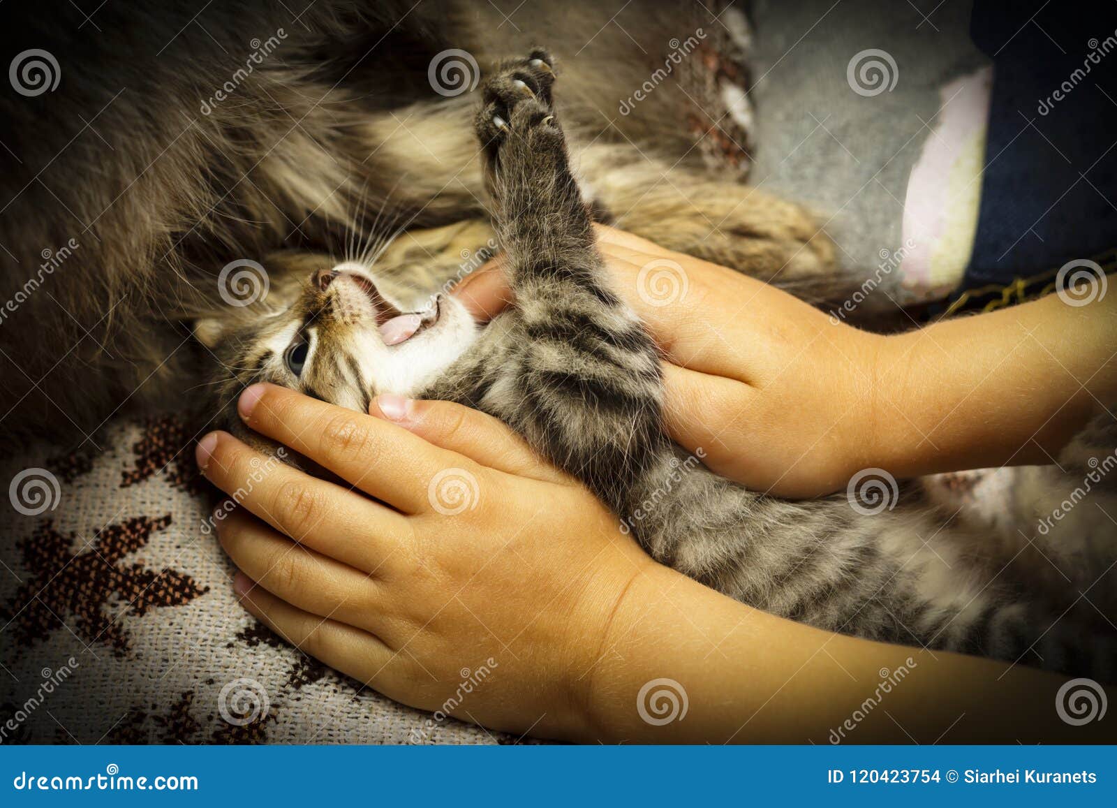 Little Kitten and Cat are Having Fun on the Couch Stock Photo - Image ...