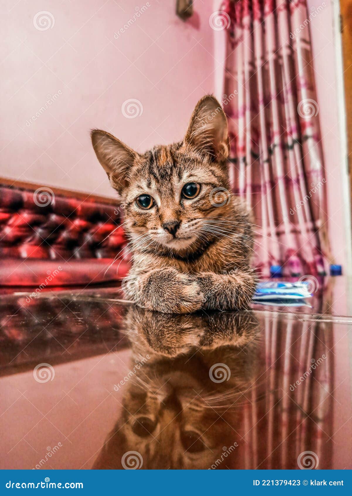 Cat Kitty Kucing Animals Stock Photos - Free & Royalty-Free Stock ...