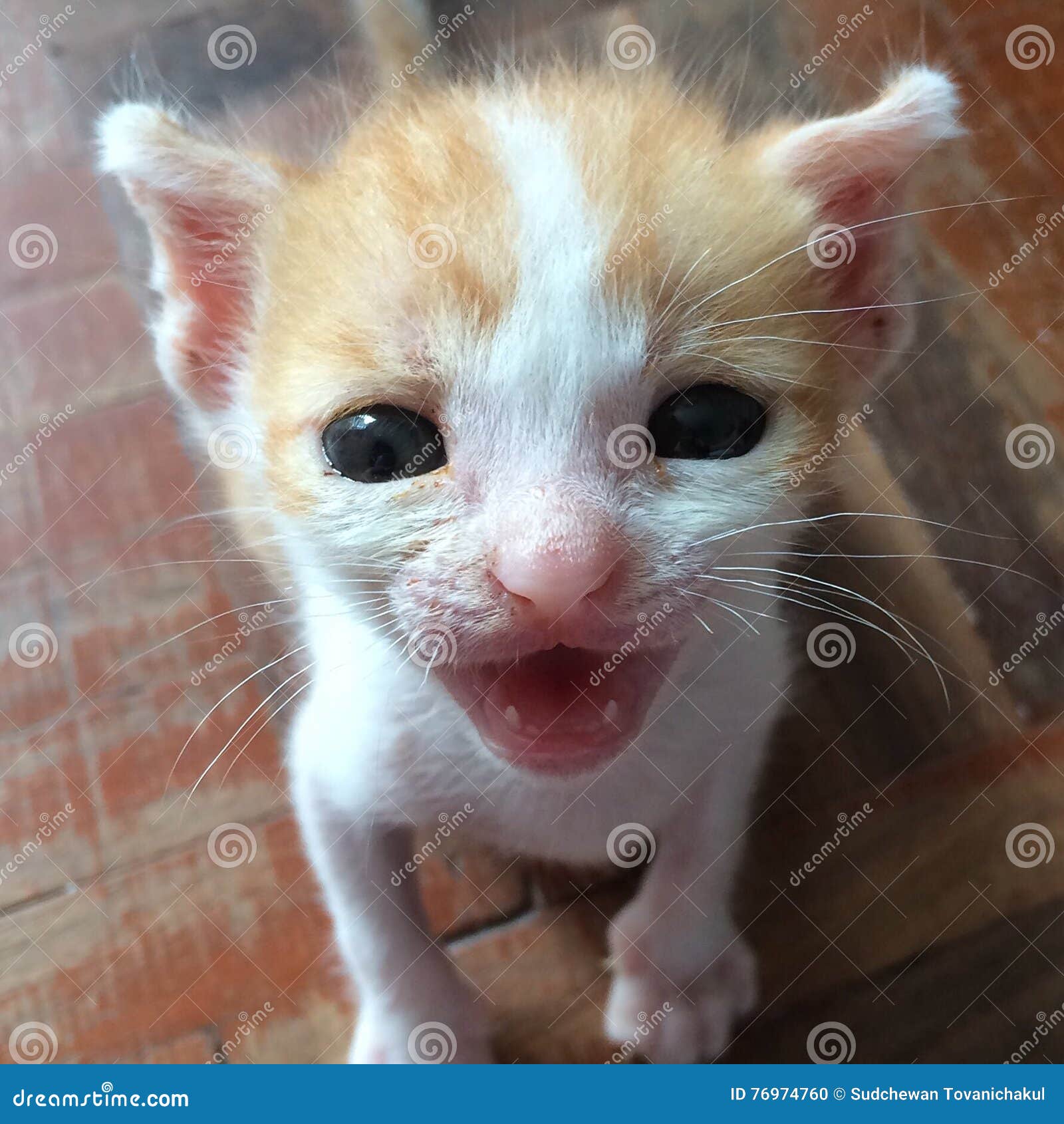 Little Kitten stock photo. Image of mammal, kitten, animal - 76974760
